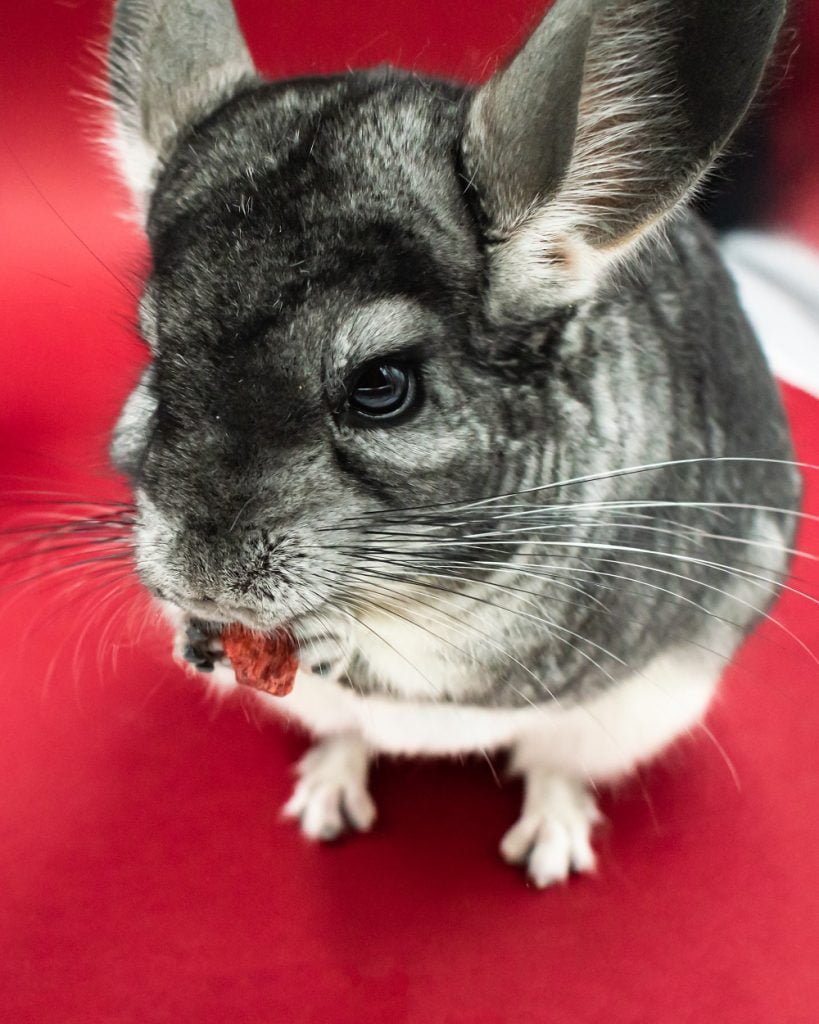 Chinchilla Care Guide Simple Steps to Happy and Healthy Pets