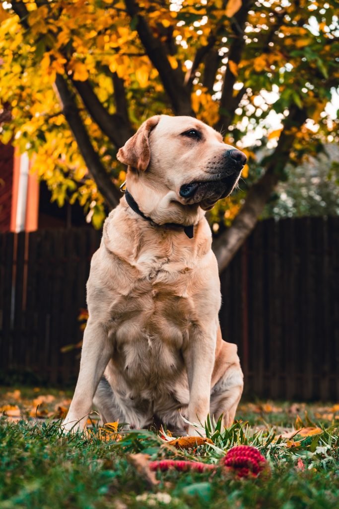 Labrador Retriever: The Friendly and Versatile Companion