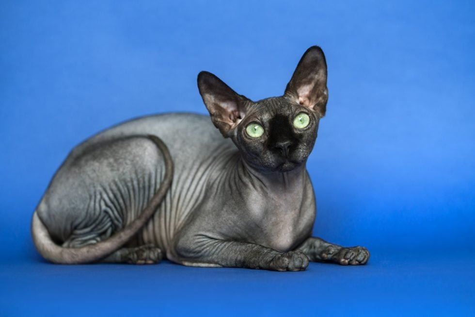 Sphynx cats have personalities as unique as their appearance