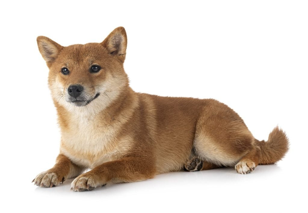 Frequently Asked Questions (FAQs) About Shiba Inu Dog