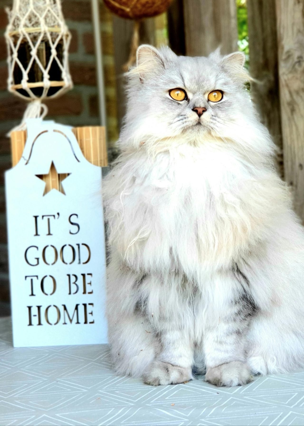 23 Fascinating Cat Pet Breeds - Pet Breed Hub