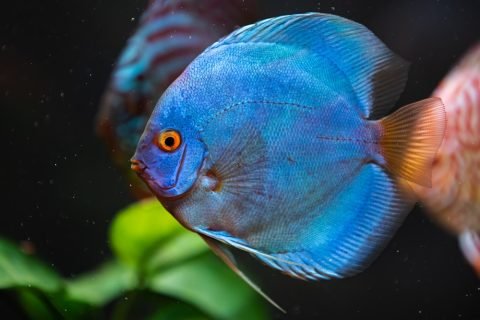 Dazzling Discus: A Deep Dive into the World of Discus Fish