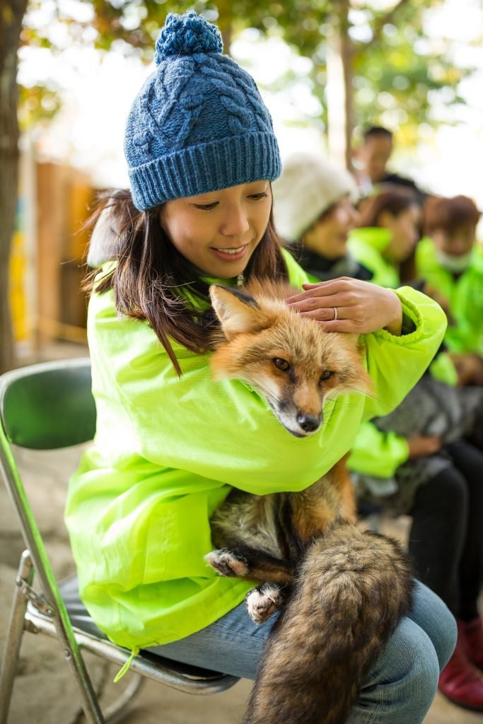 Unraveling the Mysteries of the Fennec Fox