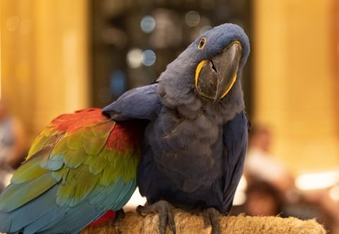 The Hyacinth Macaw: A Majestic Wonder - Pet Breed Hub