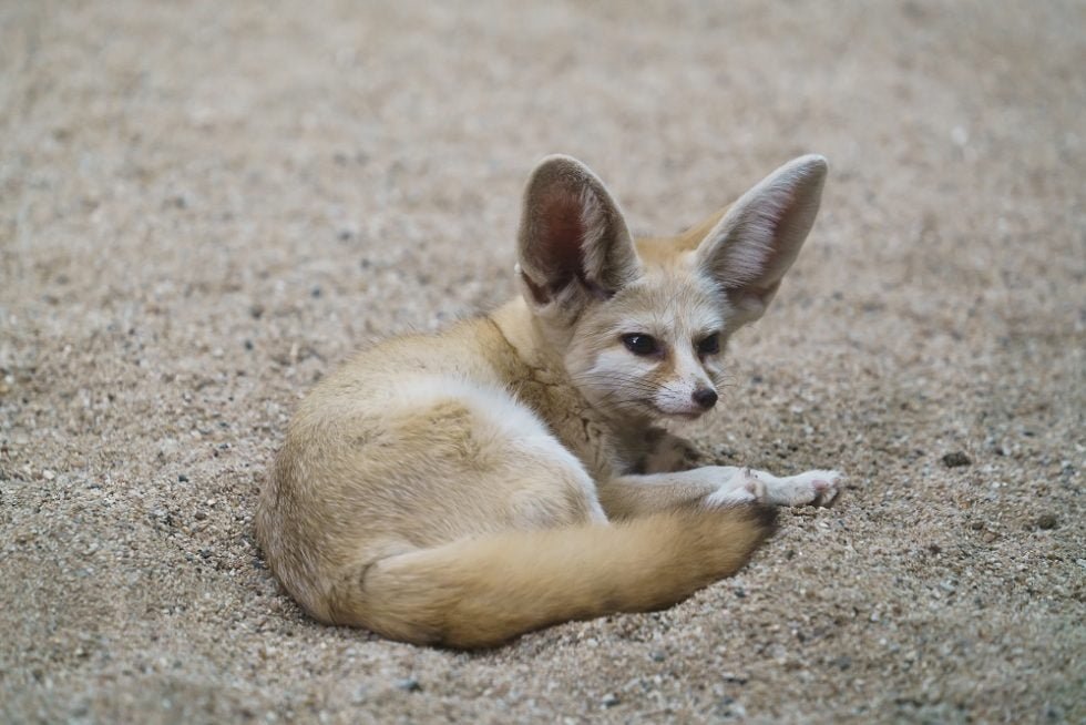 Unraveling the Mysteries of the Fennec Fox