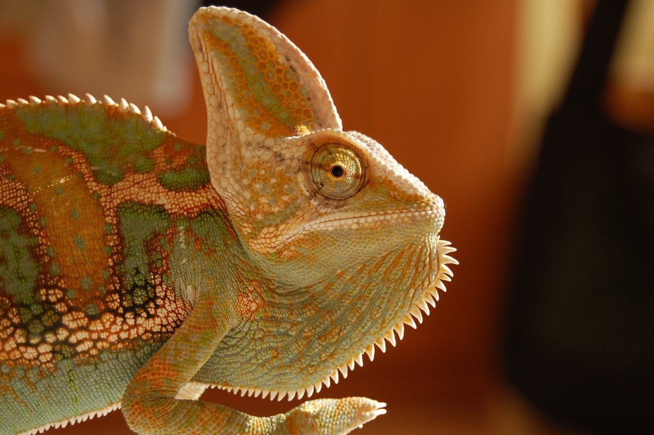 The Vibrant World of Veiled Chameleon - Pet Breed Hub