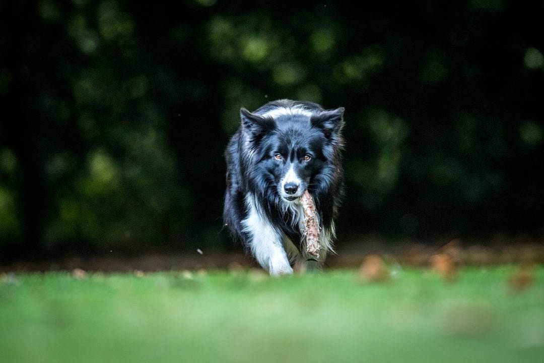 Border Collies: The Energetic Brainiac of the Canine World!