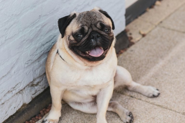 The Pug Dog: A Delightful Bundle of Joy! - Pet Breed Hub