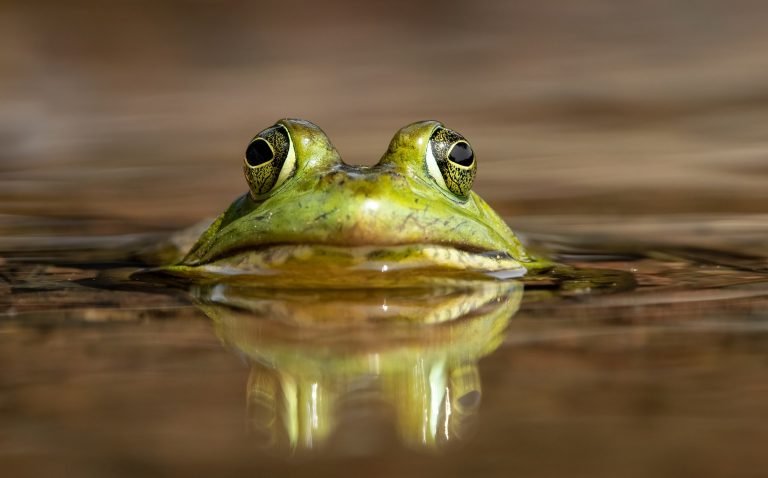 American Bullfrog: A Fascinating Amphibian! - Pet Breed Hub