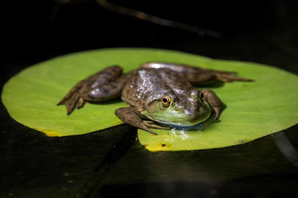 American Bullfrog: A Fascinating Amphibian! - Pet Breed Hub