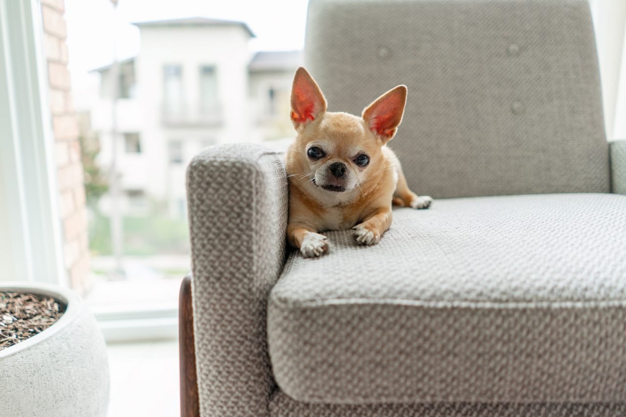 Chihuahuas: Small Dogs with Big Hearts | Pet Breed Hub