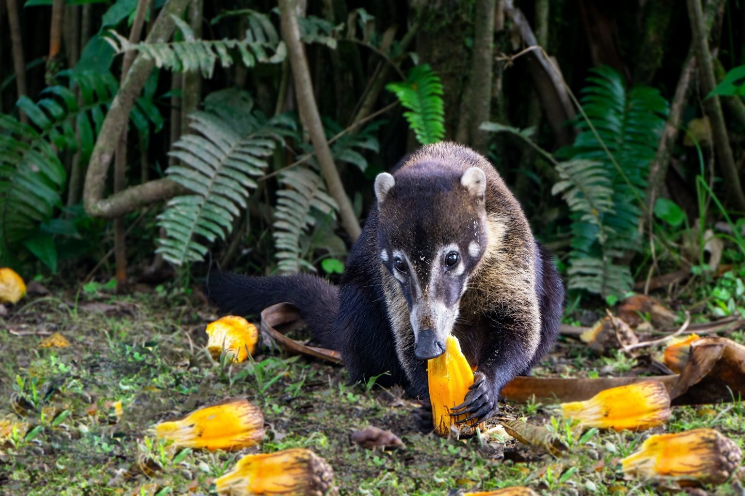 Coatimundis: The Curious Cousins of Raccoons - Pet Breed Hub