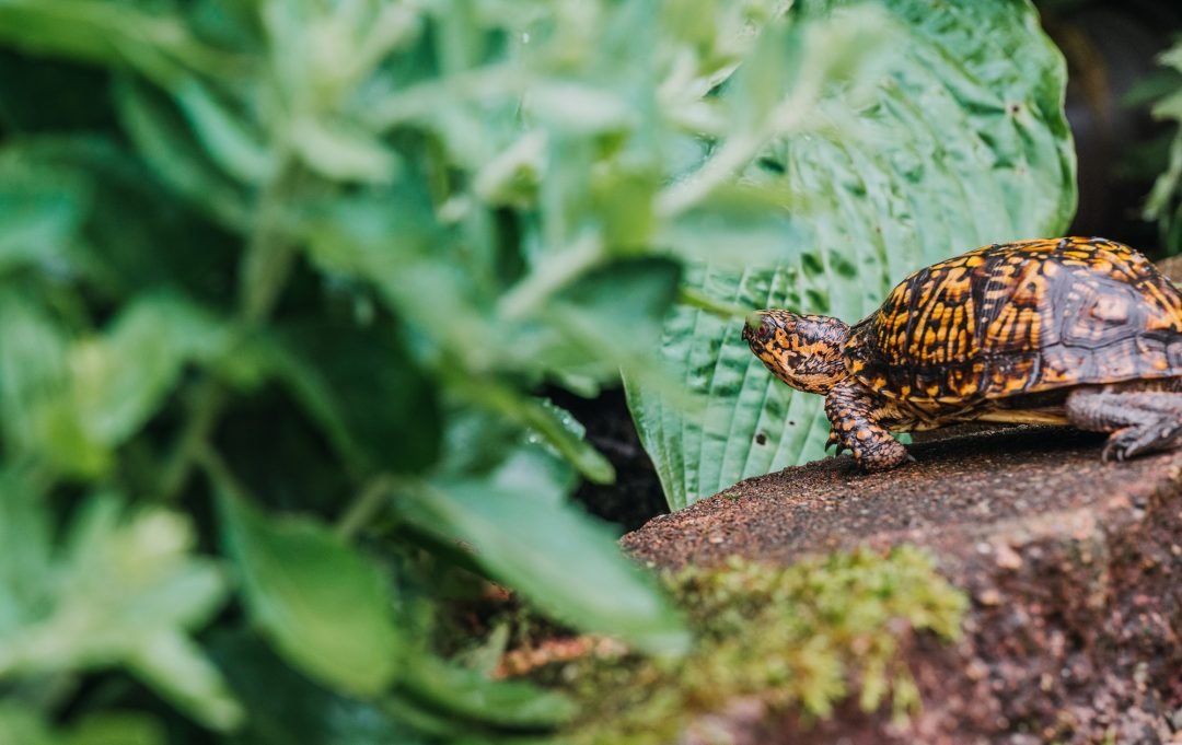 Eastern Box Turtle as a Pet: A Beginner's Guide