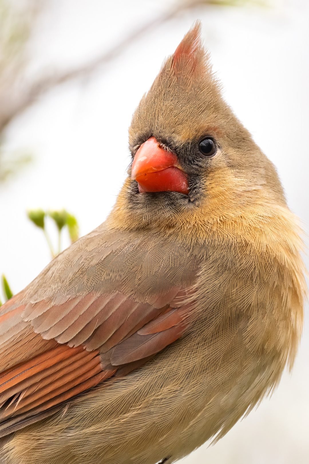Northern Cardinal: Habitat, Diet, Songs, and More