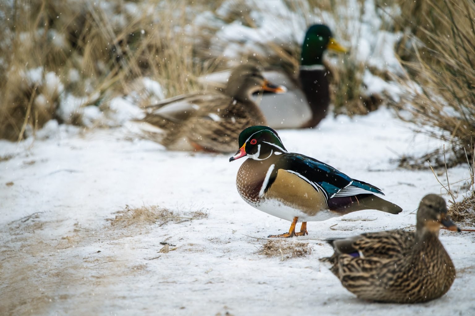 Mallard Ducks: A Quacking Guide - Pet Breed Hub