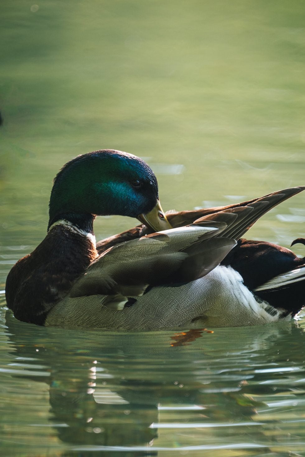 Mallard Ducks: A Quacking Guide - Pet Breed Hub