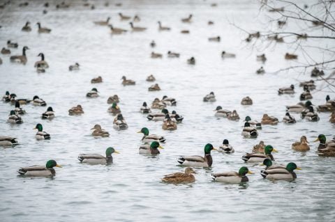 Mallard Ducks: A Quacking Guide - Pet Breed Hub