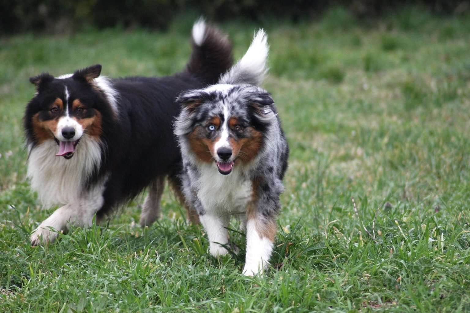 Australian Shepherd: The Energetic and Intelligent