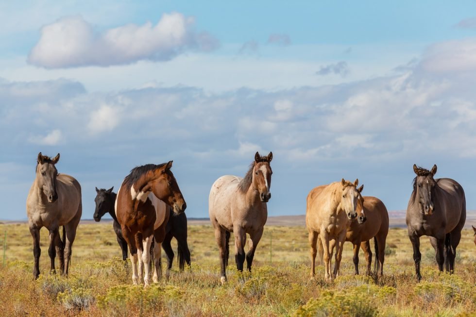 Mustang horse Majestic Beauty of Wild