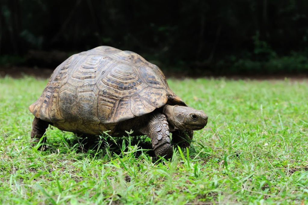 Sulcata Tortoise: The Gentle Giant of the Pet World
