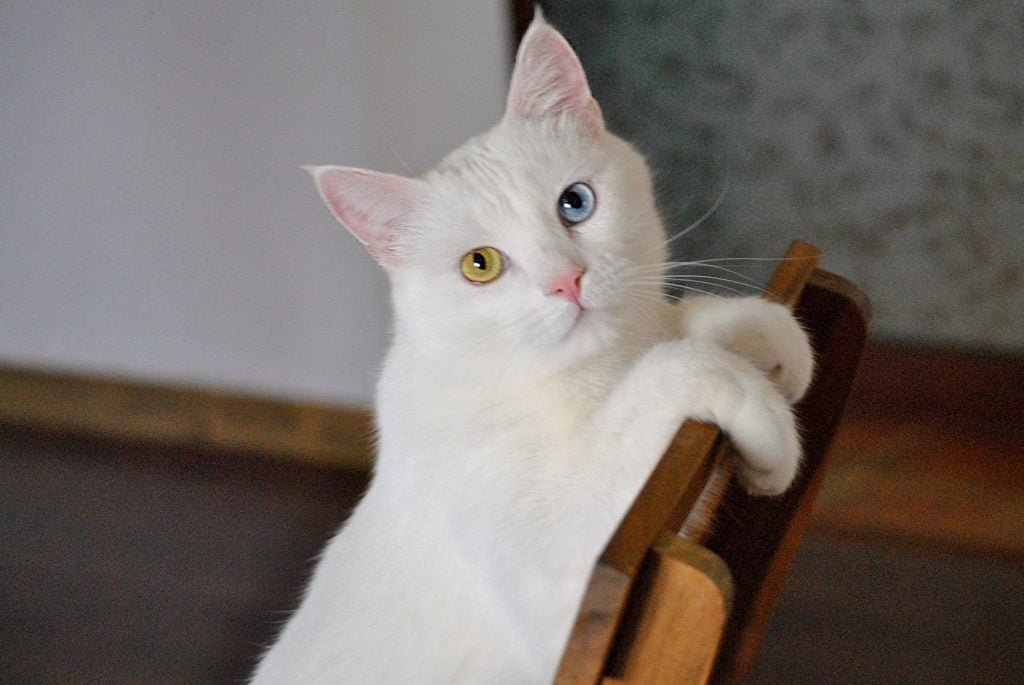 Turkish Van Cats: Characteristics, Care, and More | Top Pet Breed Hub