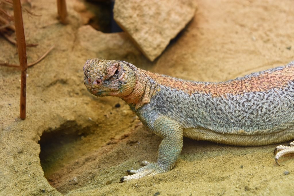 Uromastyx Care Guide: Diet, Habitat, and Health Tips