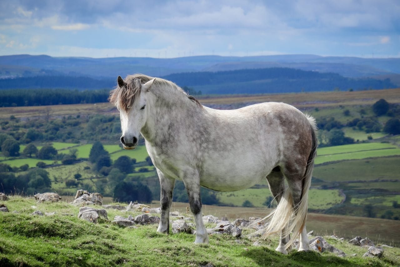 Magic of welsh pony: A Complete Guide