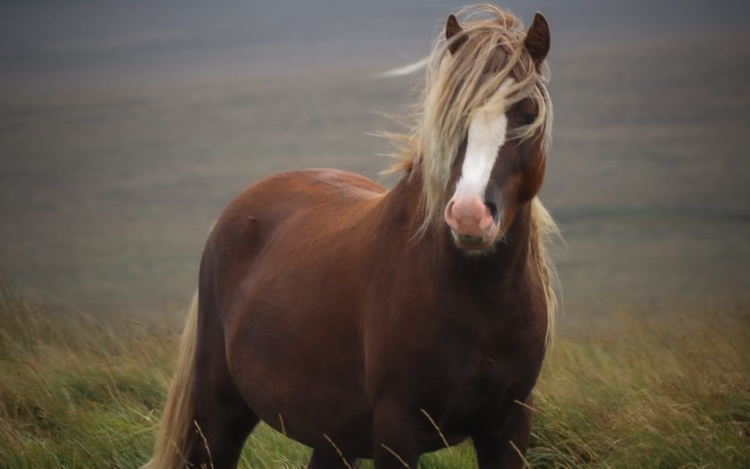 Magic of welsh pony: A Complete Guide