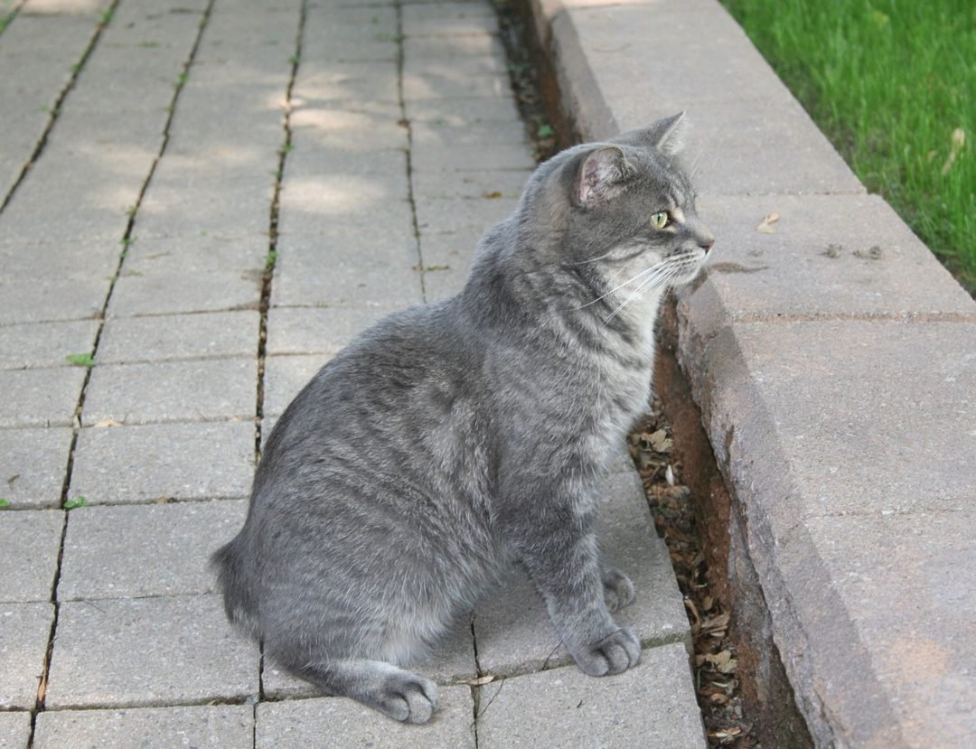 Norwegian Forest Cat: The Majestic Feline of the North