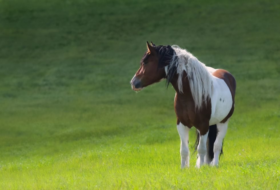 Mustang horse Majestic Beauty of Wild