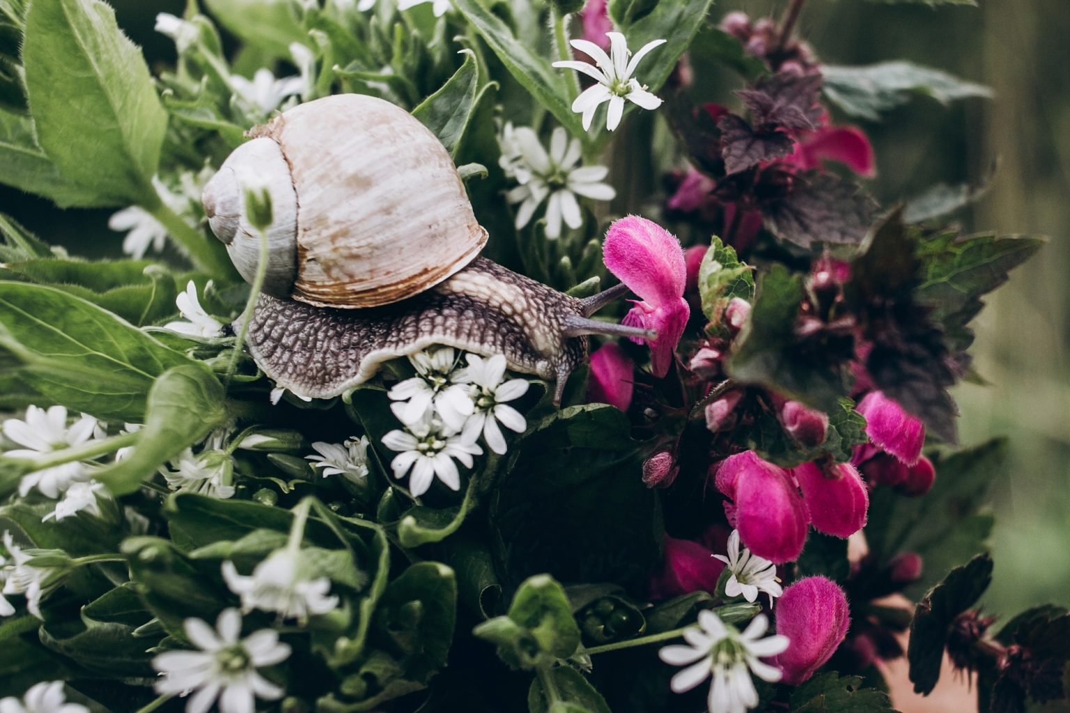 The Secret Life of Garden Snails: Helix Aspersa Unveiled
