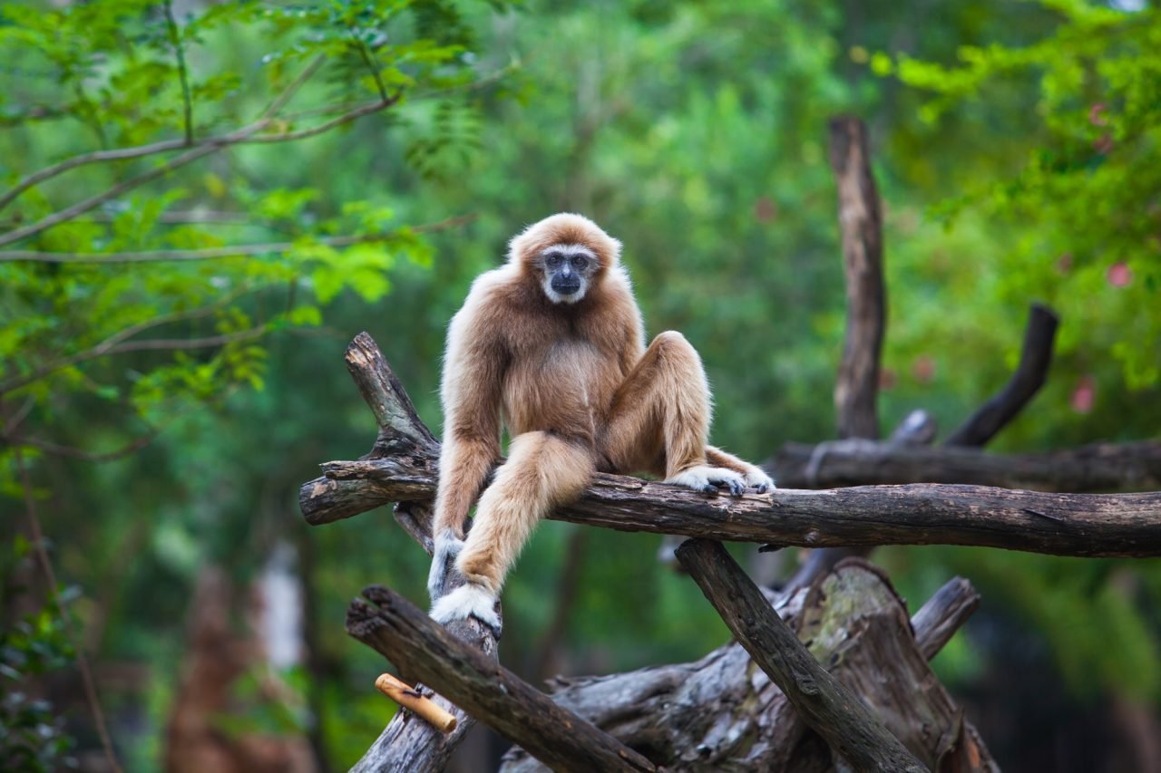 Gibbons: The Graceful Singers of the Canopy