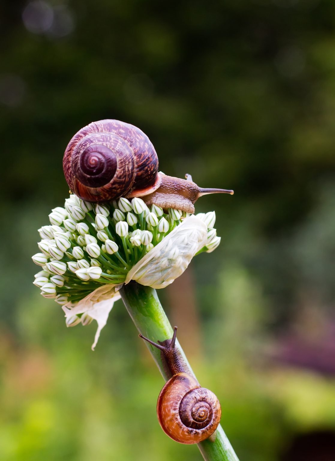 The Secret Life of Garden Snails: Helix Aspersa Unveiled