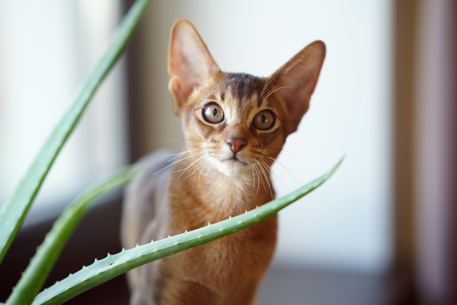 Somali Cat vs Abyssinian Cat: A Furry Tale of Two Breeds