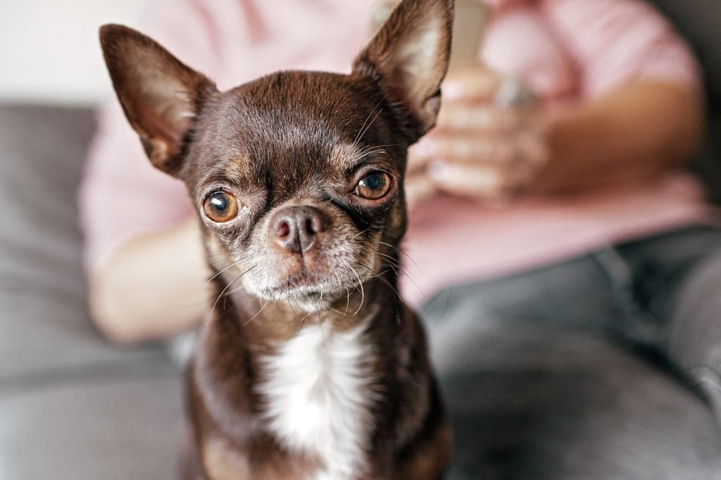 Ultimate Guide to Chihuahuas: Care, Behavior, and Health FAQs