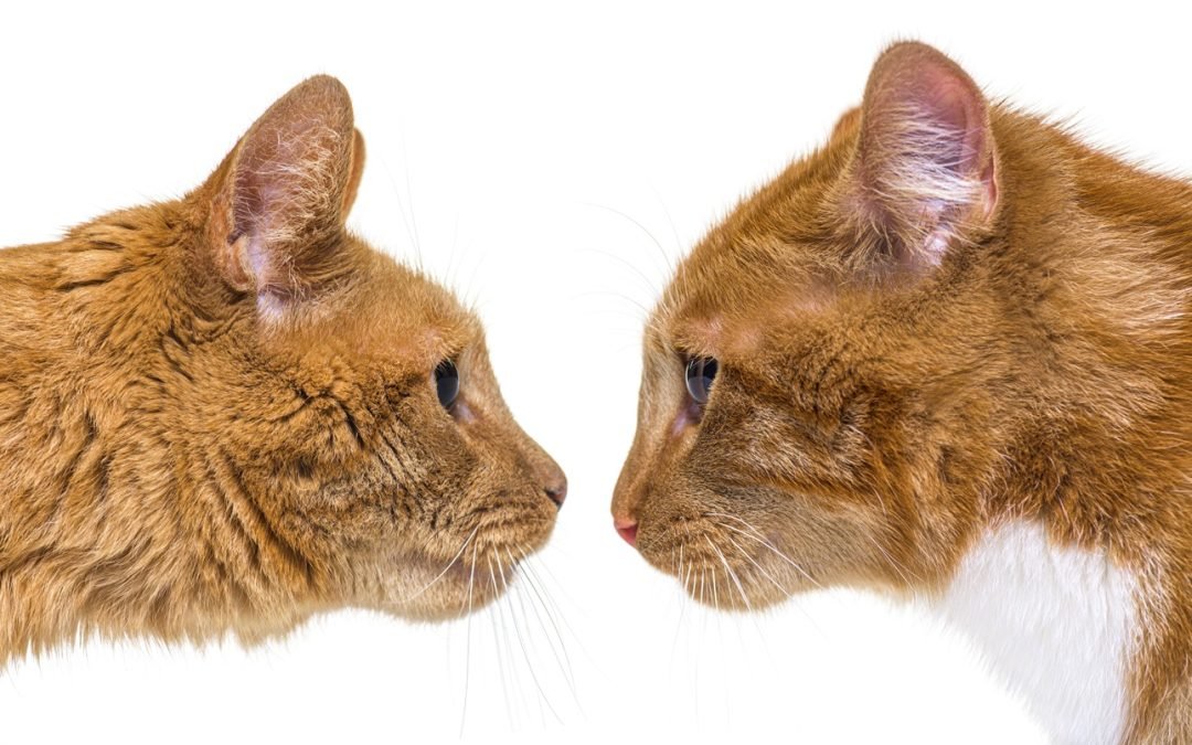 Somali Cat vs Abyssinian Cat: A Furry Tale of Two Breeds