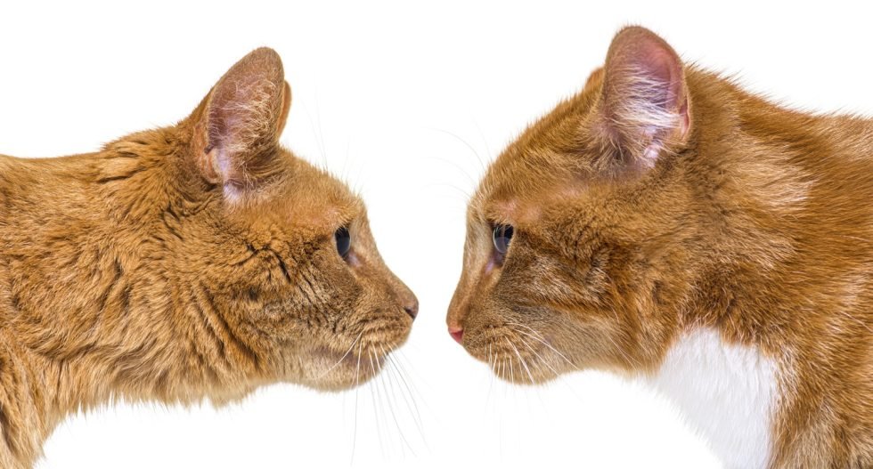 The Abyssinian Cat: A Purr-fect Pal for Pet Lovers!