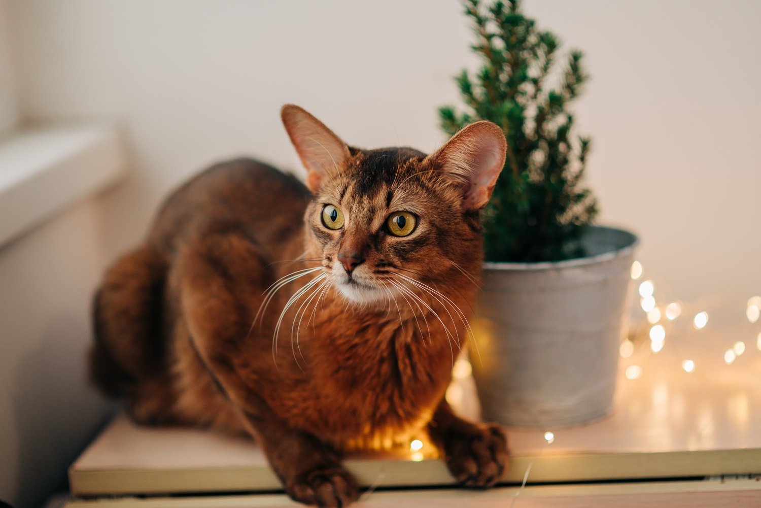 Somali Cat vs Abyssinian Cat: A Furry Tale of Two Breeds