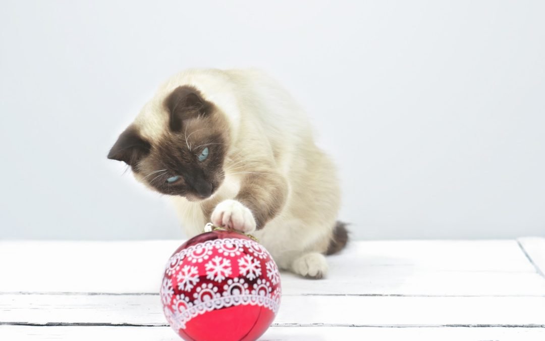 Balinese Cat Guide: Personality, Care Tips, Diet, and FAQs Uncovered