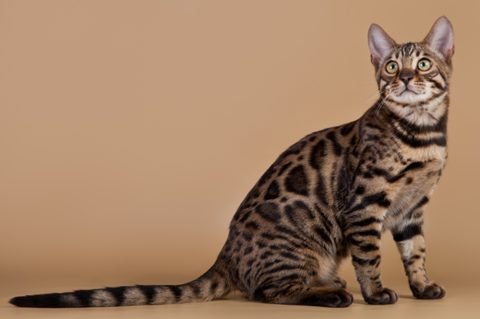 Explore the Enchanting World of California Spangled Cats