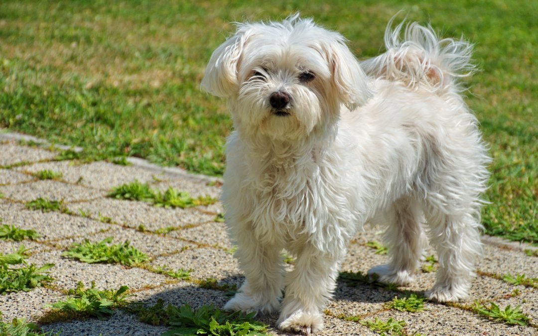 Maltese Dogs Unleashed: Your Ultimate Guide to Care, Training, and Love