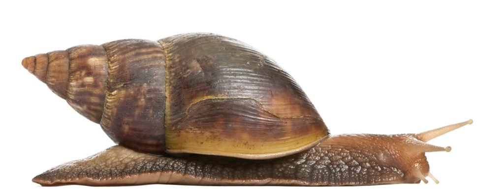 Giant African Land Snails: The Ultimate Guide to Care, Size, and Legality