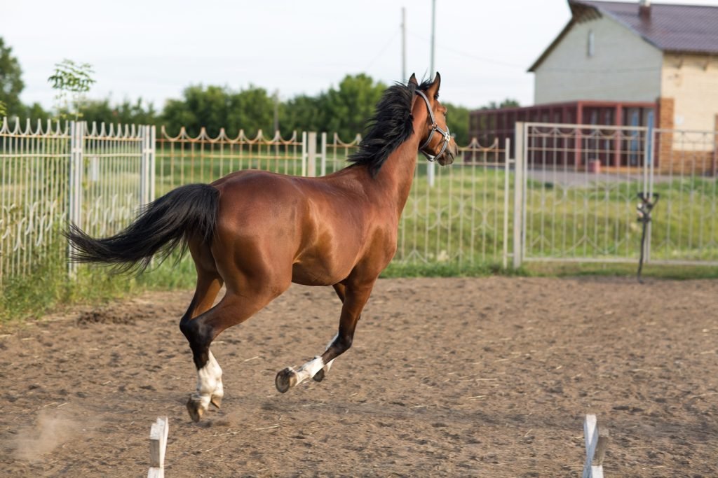 Explore the World of Hanoverian Horses: Elegance, Power, and Versatility