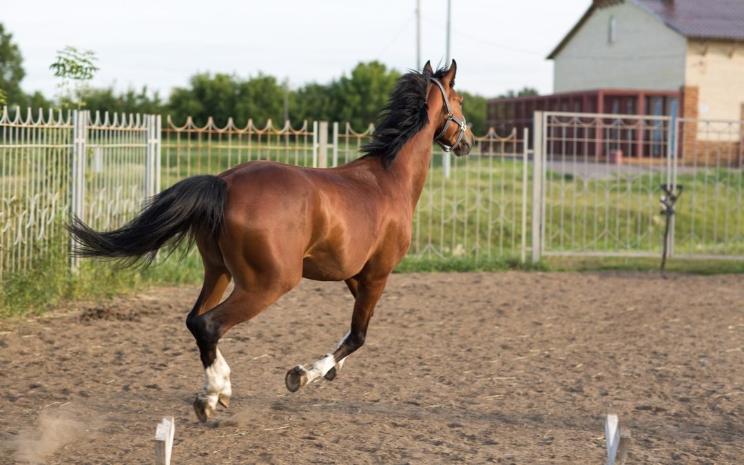 Explore the World of Hanoverian Horses: Elegance, Power, and Versatility