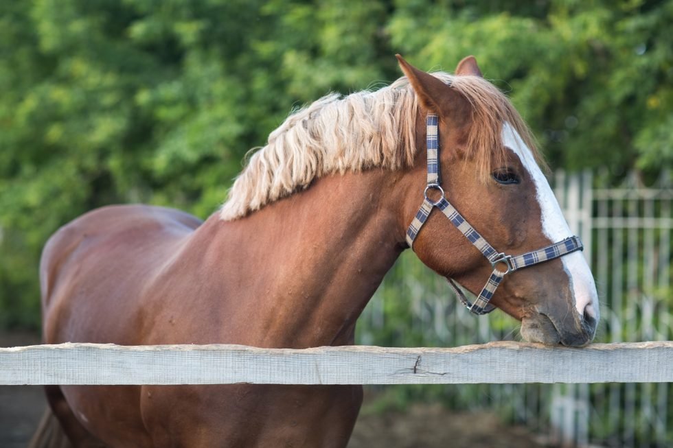 Explore the World of Hanoverian Horses: Elegance, Power, and Versatility