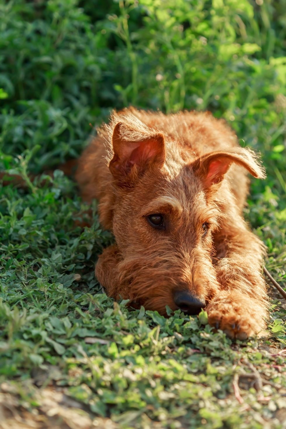 Discover the Charm of Irish Terriers