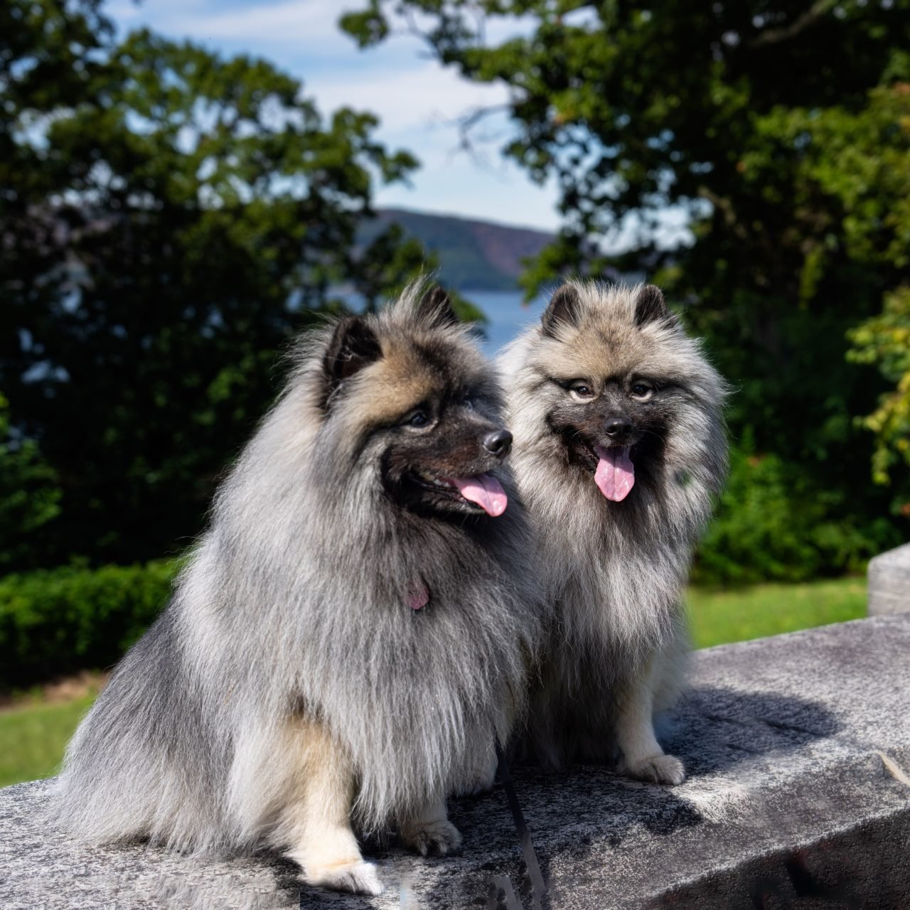 Uncover the Enigmatic Charm of Keeshonds