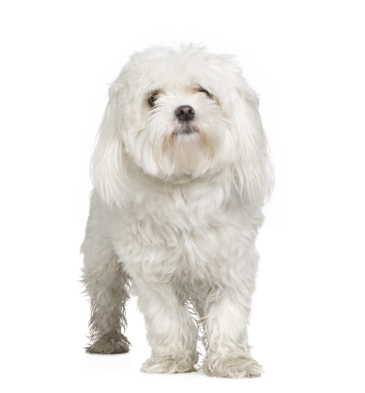 Maltese Dogs Unleashed: Your Ultimate Guide to Care, Training, and Love