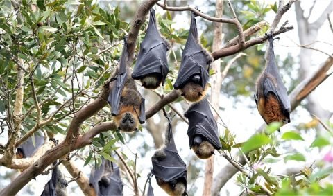 Megabats (Megachiroptera): Characteristics, Diet, and More