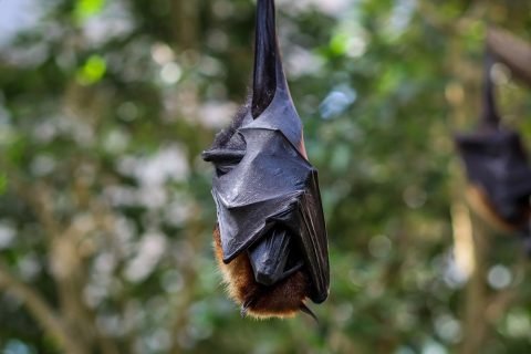 Megabats (Megachiroptera): Characteristics, Diet, and More